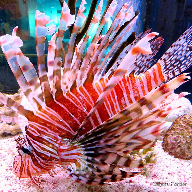 "King of the Oceans" by Sandra Fortier | Redbubble