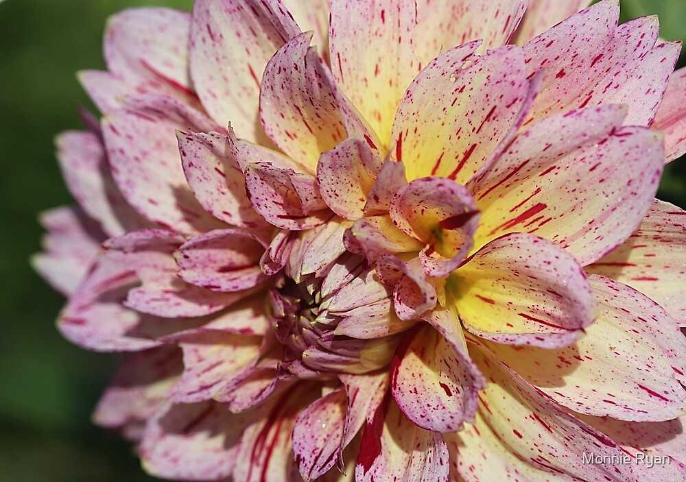 "Bespeckled" by Monnie Ryan | Redbubble