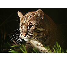 "Asiatic Golden Cat" by ljm000 | Redbubble