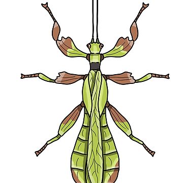 "Male leaf insect Phyllium monteithi" Poster for Sale by Artbychb ...