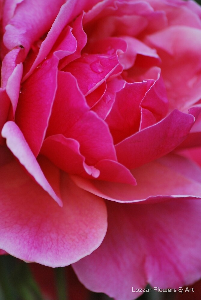 "Rose Macro" by Lozzar Flowers & Art | Redbubble