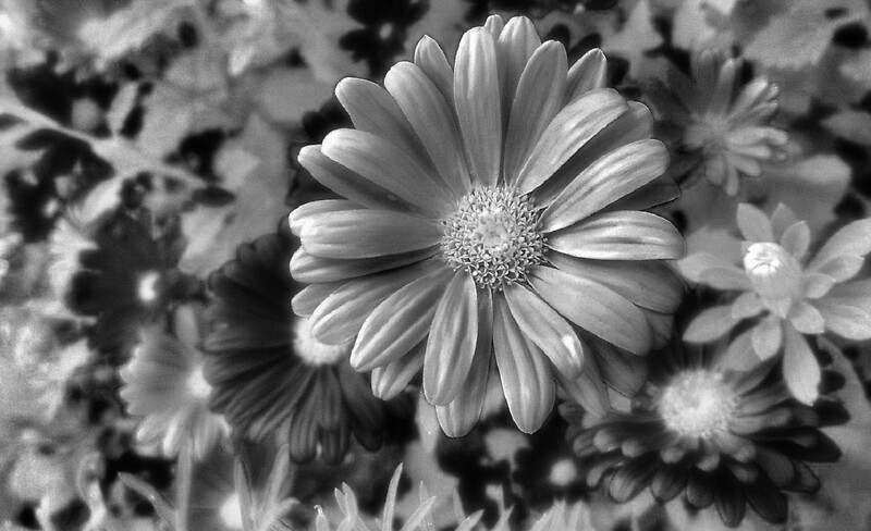 "LIFE WITHOUT COLOR" by BOLLA67 | Redbubble