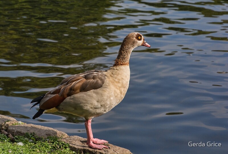 "Egyptian Goose in St James Park, London, UK" by Gerda Grice | Redbubble