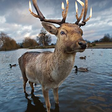 "Stag birthday card, birthday buck" Greeting Card for Sale by ...