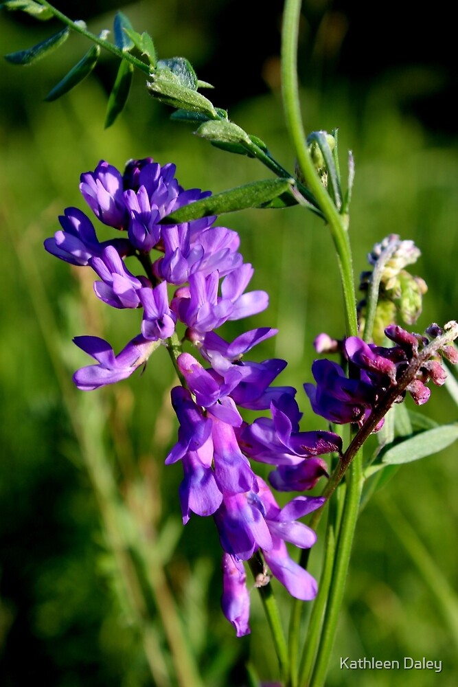 Cow Vetch Ii By Kathleen Daley Redbubble