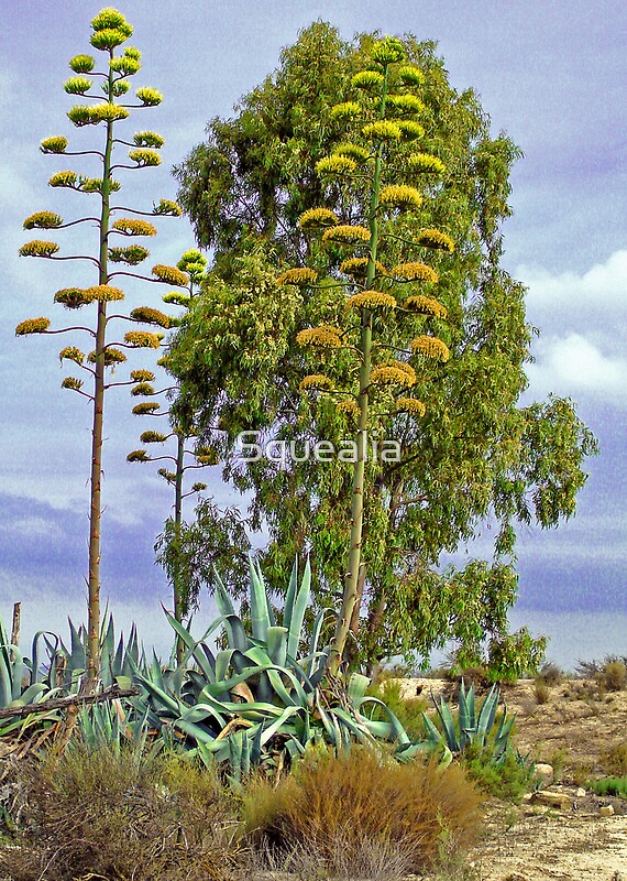 "American Aloe / Century Plant Flowers" by Squealia | Redbubble