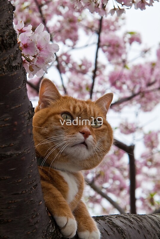 "The Spring Cat" by vadim19 | Redbubble