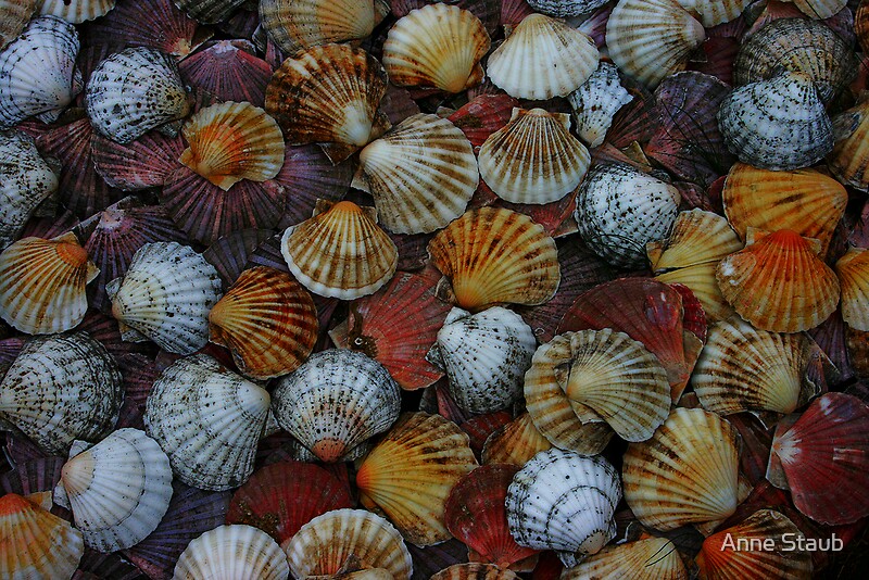"Shells" by Anne Staub | Redbubble