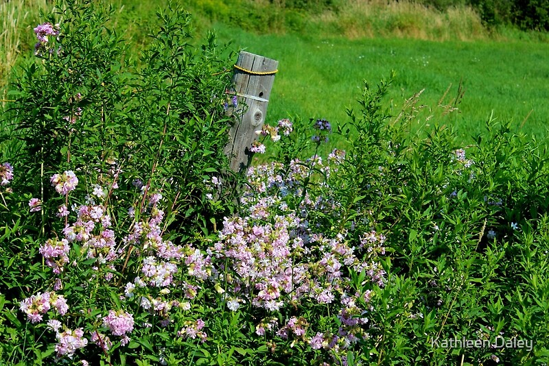 "Meadow Flowers: Bouncing Bet" by Kathleen Daley | Redbubble