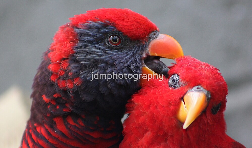 "Red Lory......." by jdmphotography | Redbubble
