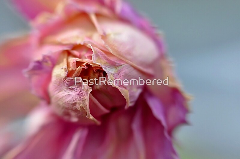 "Weathered Rose" by PastRemembered | Redbubble