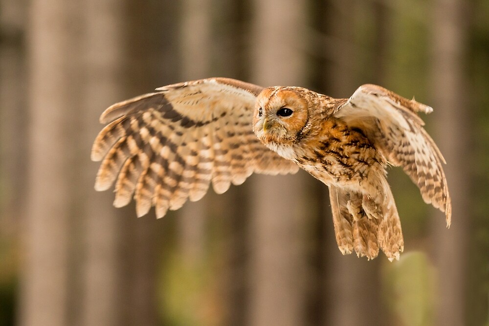 "Tawny Owl in Flight" by Dave Hare | Redbubble