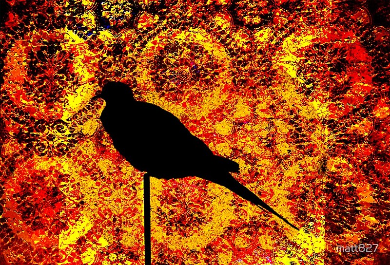 "Fire Bird" by 827 Photography | Redbubble