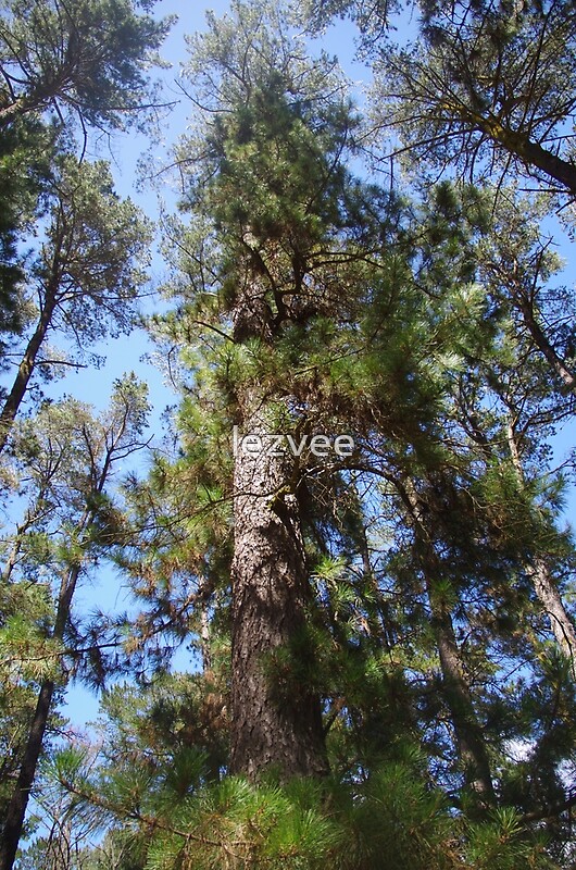 "Tuart Forest Tree" by lezvee | Redbubble