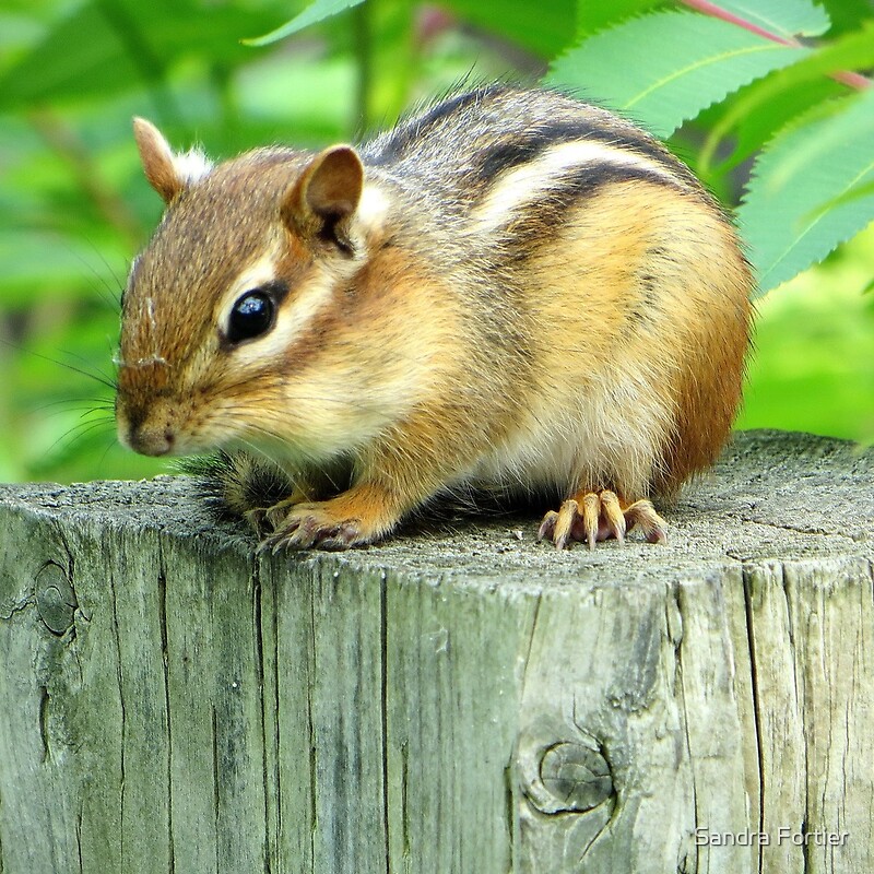 "Photo Shoot Ends Now!" by Sandra Fortier | Redbubble