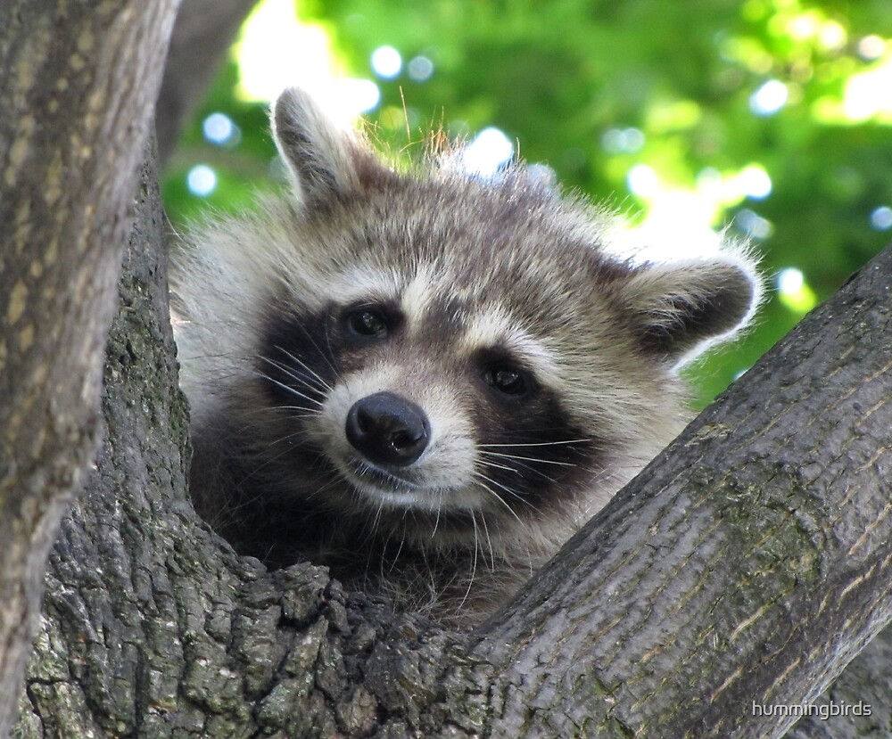 "Sad raccoon eyes" by hummingbirds | Redbubble