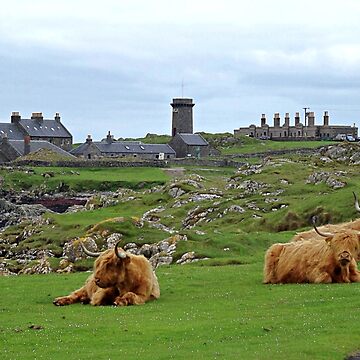 "Highland Cows at Skerryvore Lighthouse Village, Hynish, Isle of Tiree ...