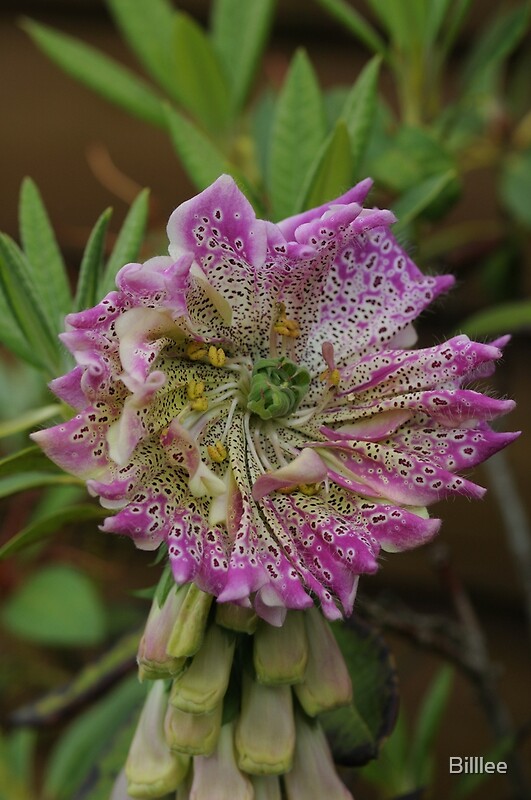 "Foxglove, Peloric Flower." by Billlee | Redbubble