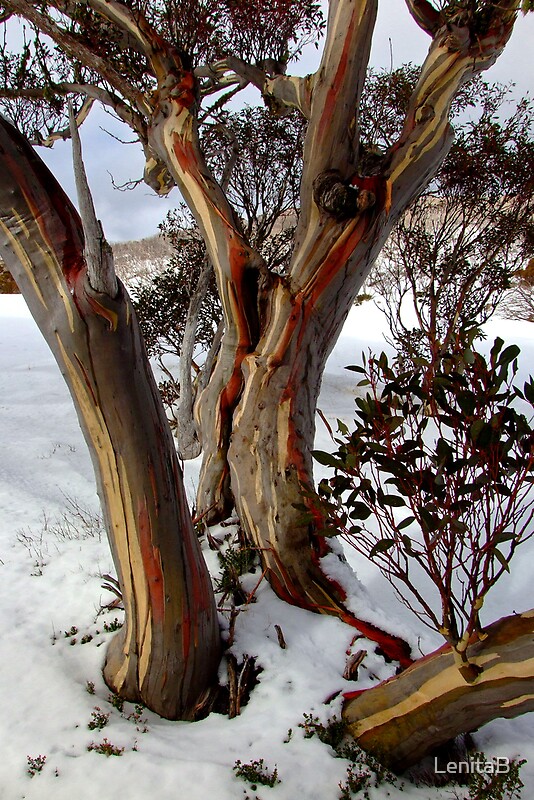 "colourful snow gums" by LenitaB | Redbubble