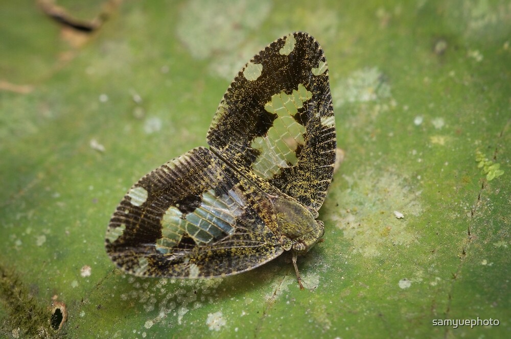 "Ricaniidae planthopper" by samyuephoto | Redbubble