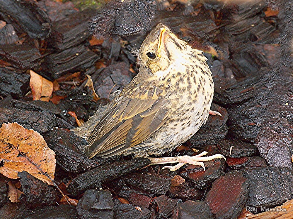 "Baby Thrush.......Have you seen my Mummy.........?" by Roy Massicks ...