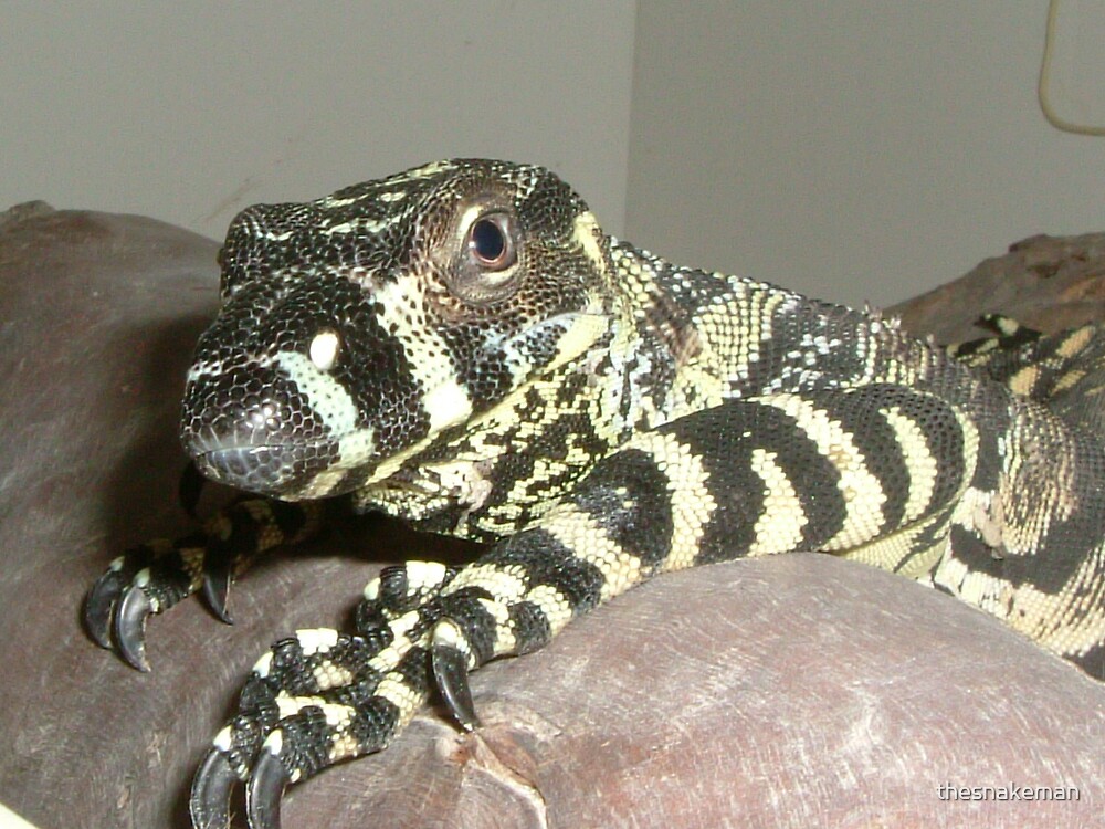 "Joanna the goanna" by thesnakeman | Redbubble