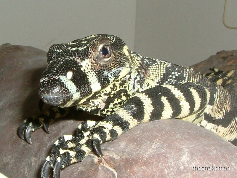 "Joanna the goanna" by thesnakeman | Redbubble