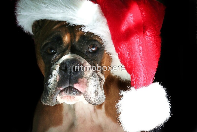 "Christmas Boxer dog" by ritmoboxers | Redbubble