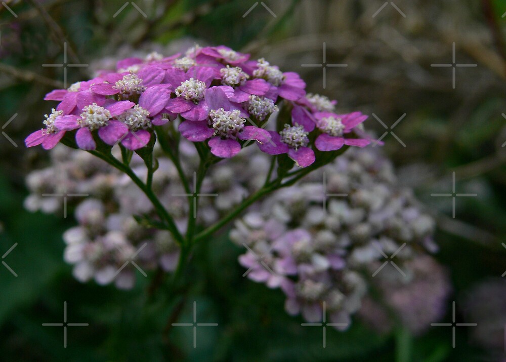 "Purple Yarrow" by Rachel Leigh | Redbubble