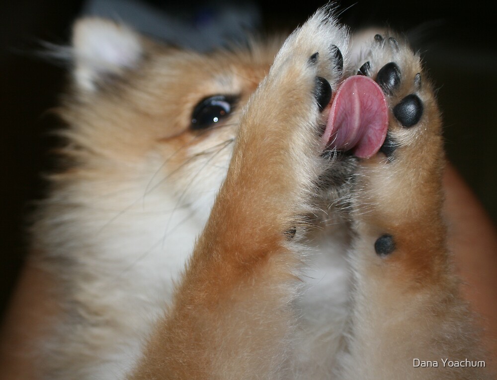 "NANANANA POO POO" by Dana Yoachum | Redbubble