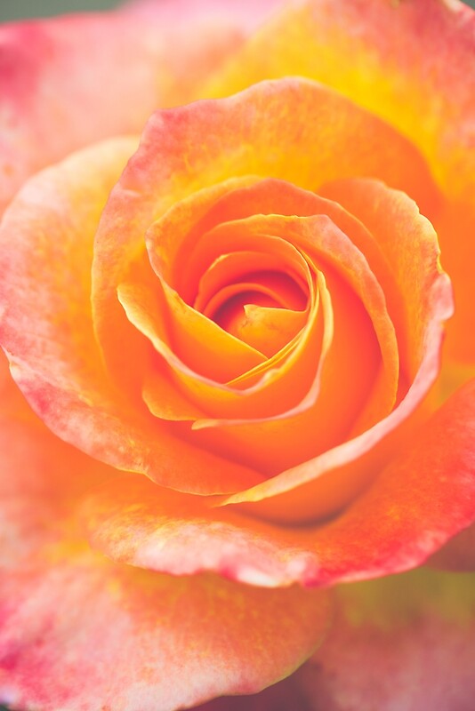"Rose" by alan shapiro | Redbubble