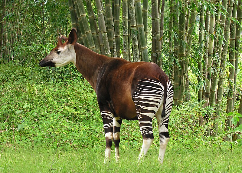 "OKAPI " by Michael Sheridan | Redbubble