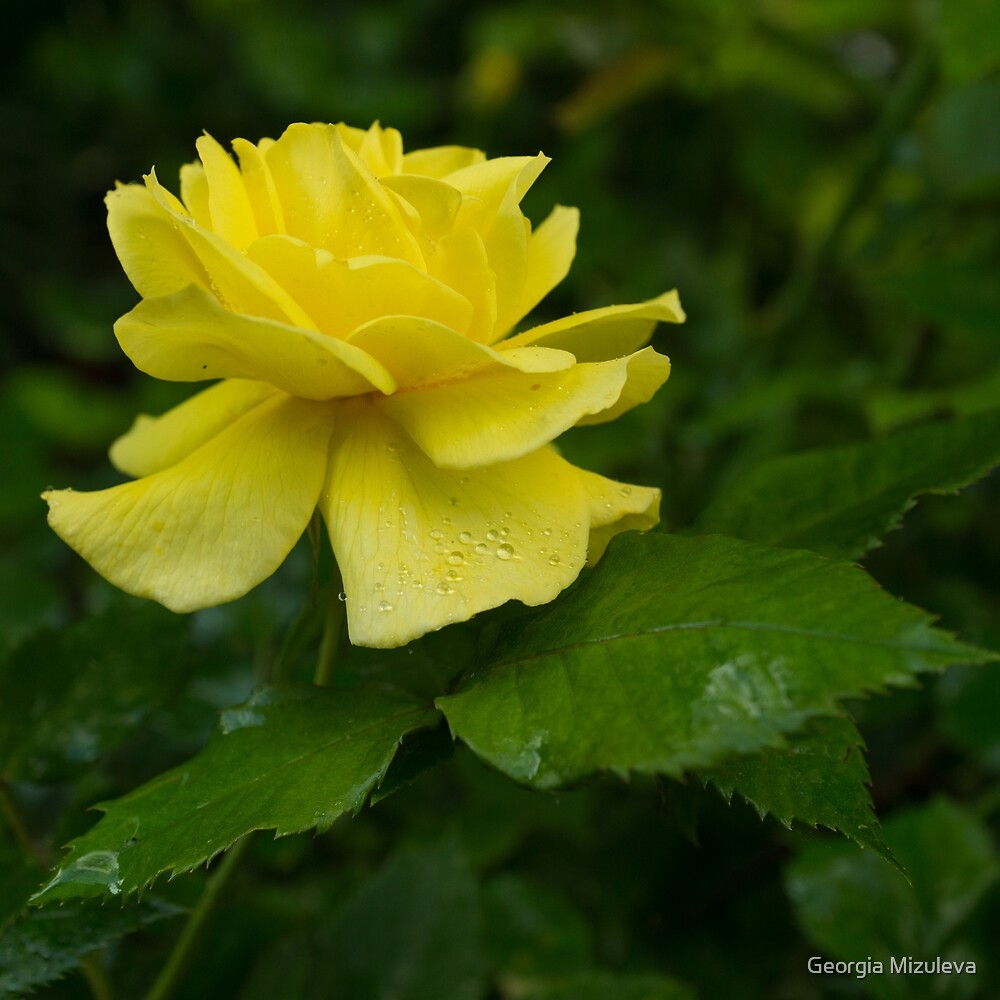 "Yellow Rose Pearls" by Georgia Mizuleva | Redbubble