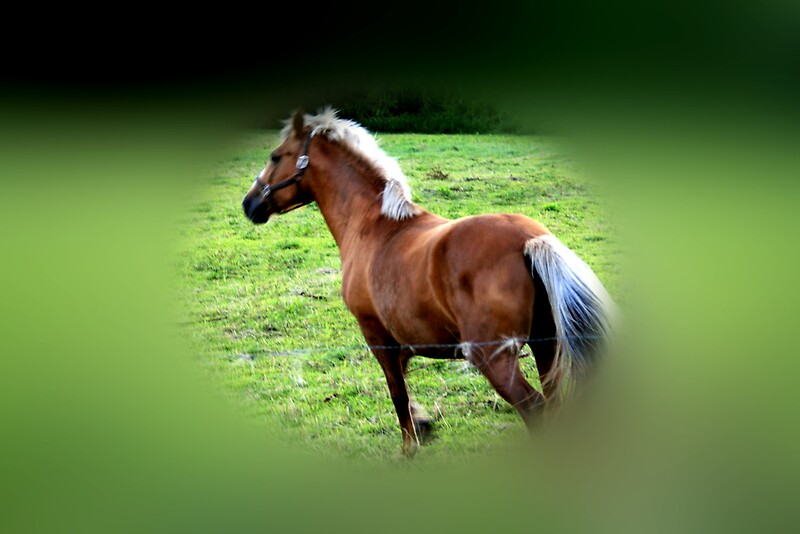 "Galloping Gallantly" by rebecca smith | Redbubble