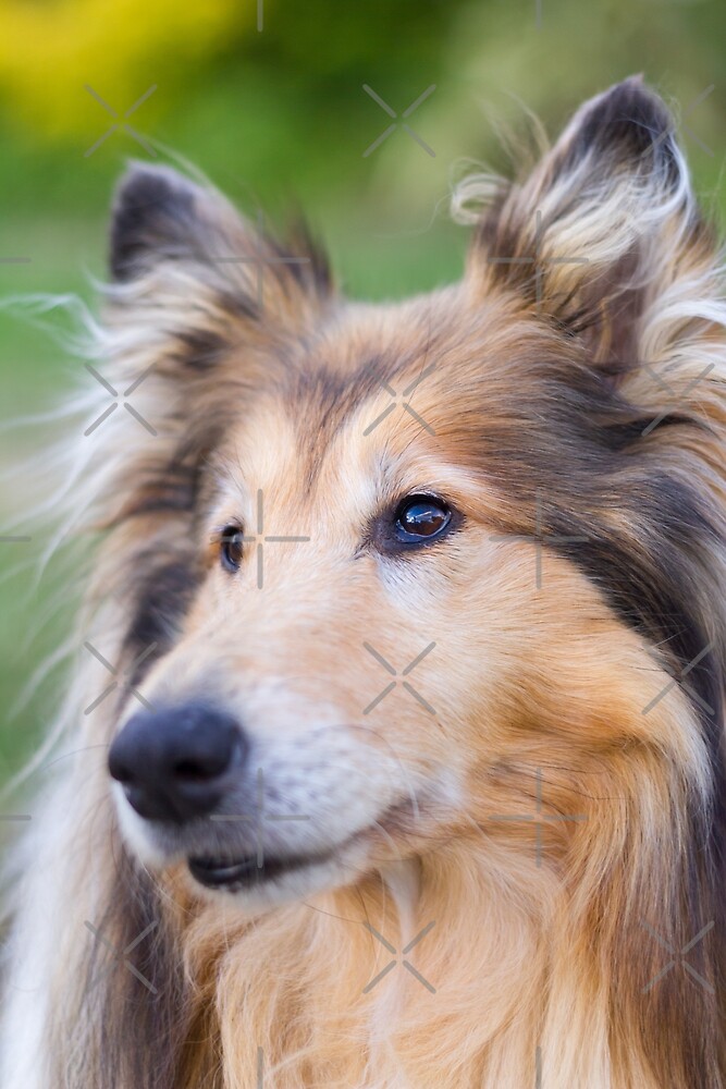 "Collie Eye" by KarenWoodArt | Redbubble