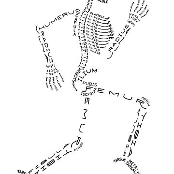 "Bones of The Body Typogram " Sticker for Sale by bauerhailey | Redbubble