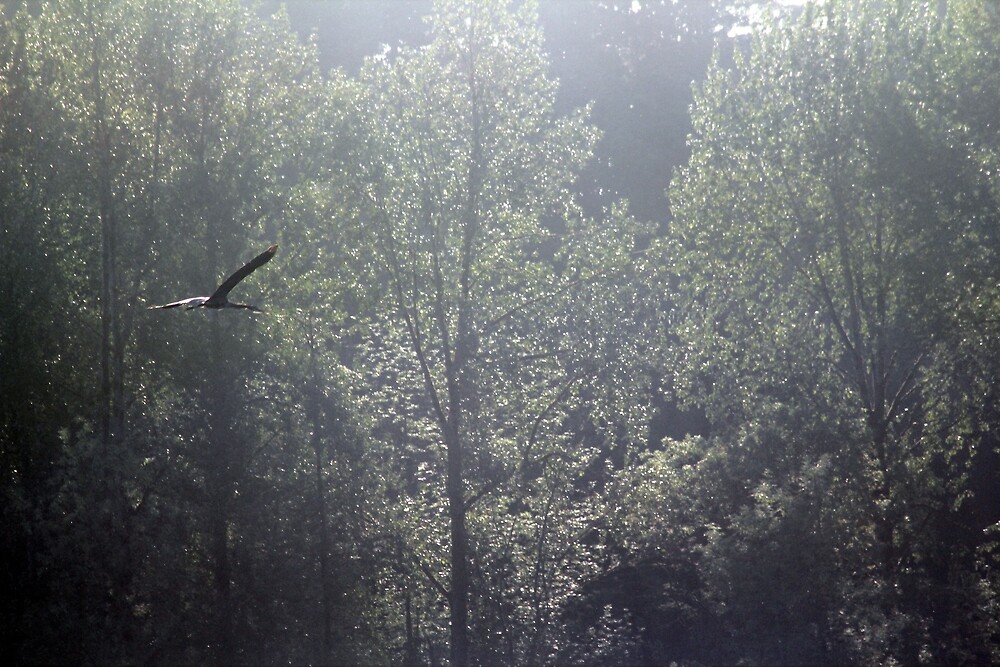 "Great Blue Heron flying at Trojan pond, near Goble, Oregon" by Dawna ...
