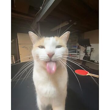 "Bleh Cat :P" Sticker for Sale by LuckyDesigner | Redbubble