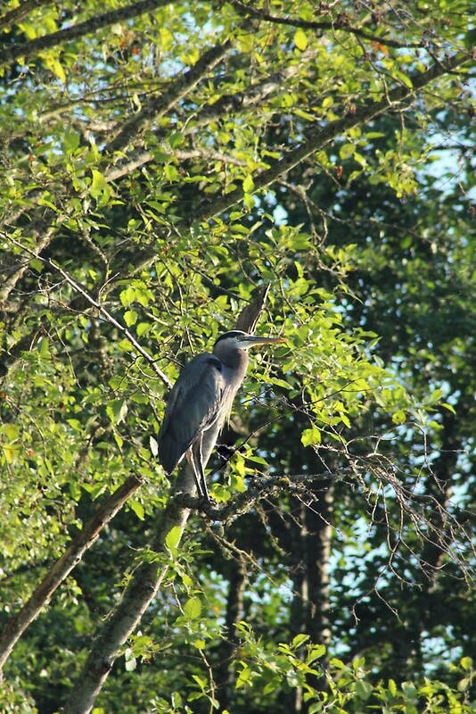 "Great Blue Heron in the trees, Trojan pond, near Goble, Oregon 2" by ...