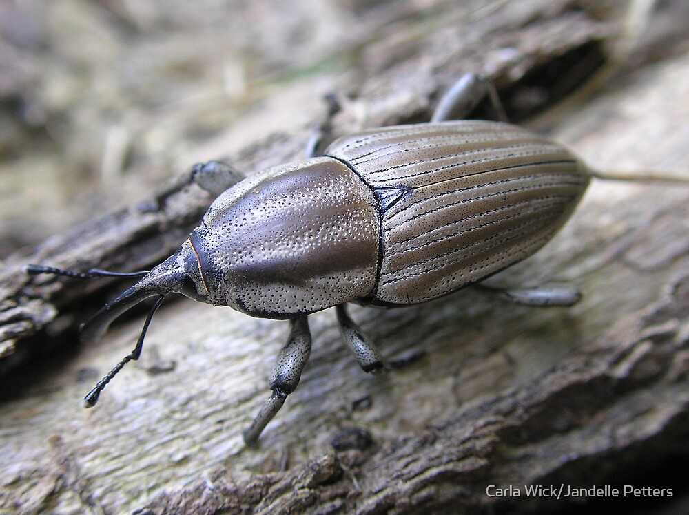 "Weevil-O's (Clay-Colored Billbug)" by Carla Wick/Jandelle Petters ...