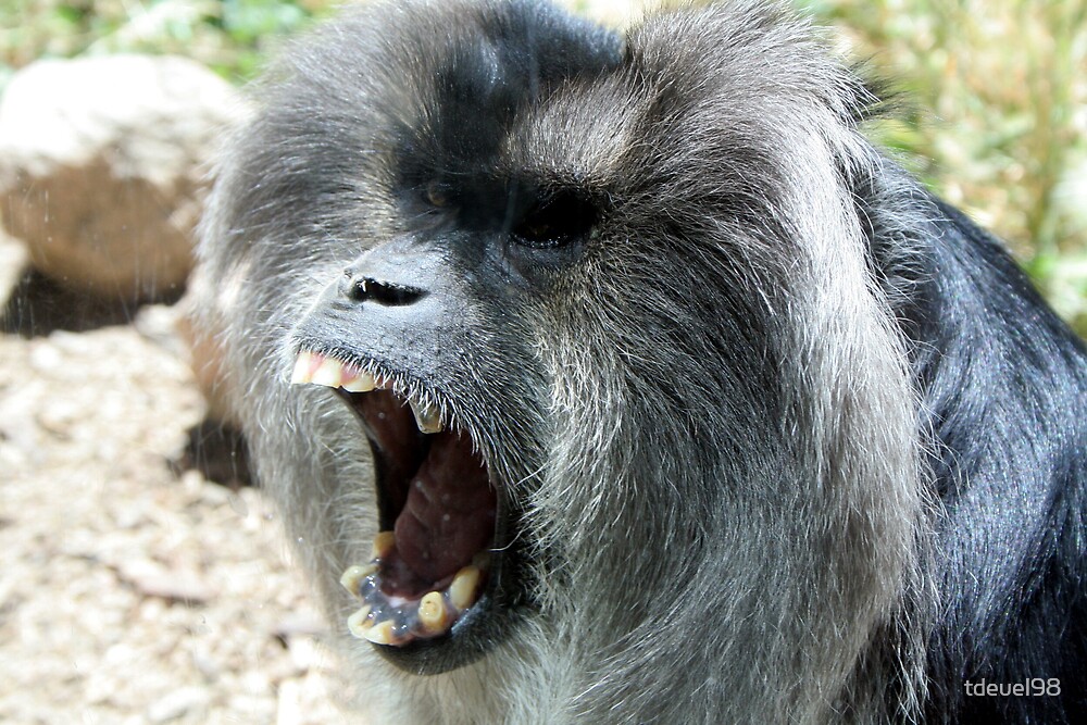 "Angry Baboon" by tdeuel98 | Redbubble