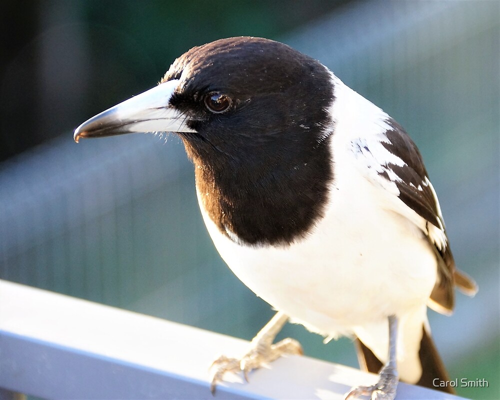 "Butcher Bird" by Carol Smith | Redbubble