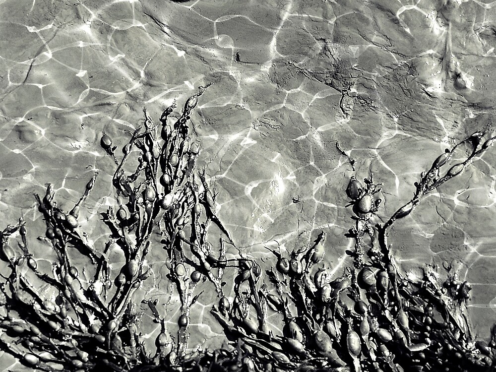 "Seaweed Abstract" by Alexandra Lavizzari | Redbubble