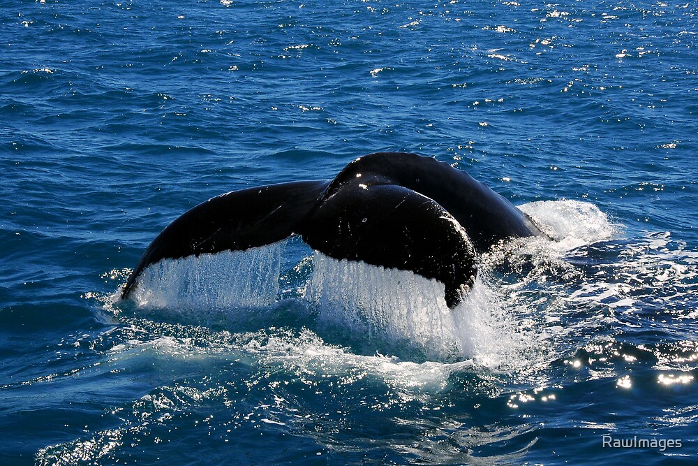 "Whale Tales .." by RawImages | Redbubble