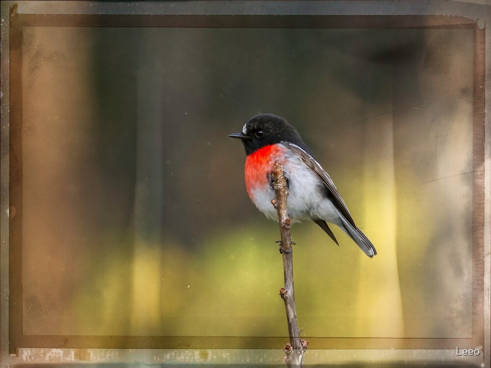 "~ Scarlet Robin ~" by Leeo | Redbubble