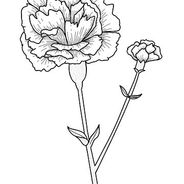 "Carnation Fine Line Drawing" Poster for Sale by BluebellPainter ...