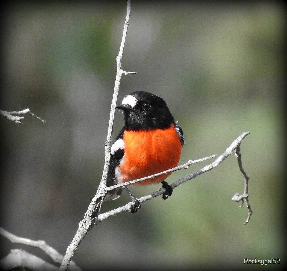 "MR ROBIN" by Rocksygal52 | Redbubble