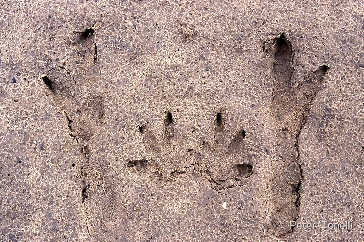 "Great Grey Kangaroo 'punting' tracks" by Peter Tonelli | Redbubble