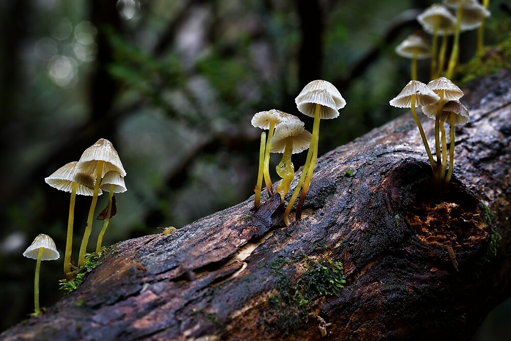 "the Delicates" by Claire Walsh | Redbubble