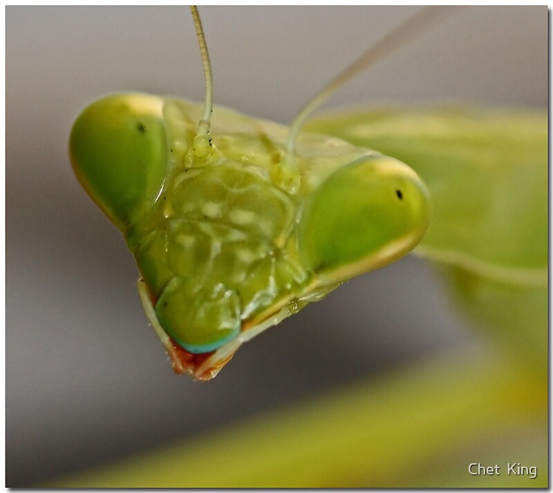 "Mantis" by Chet King | Redbubble